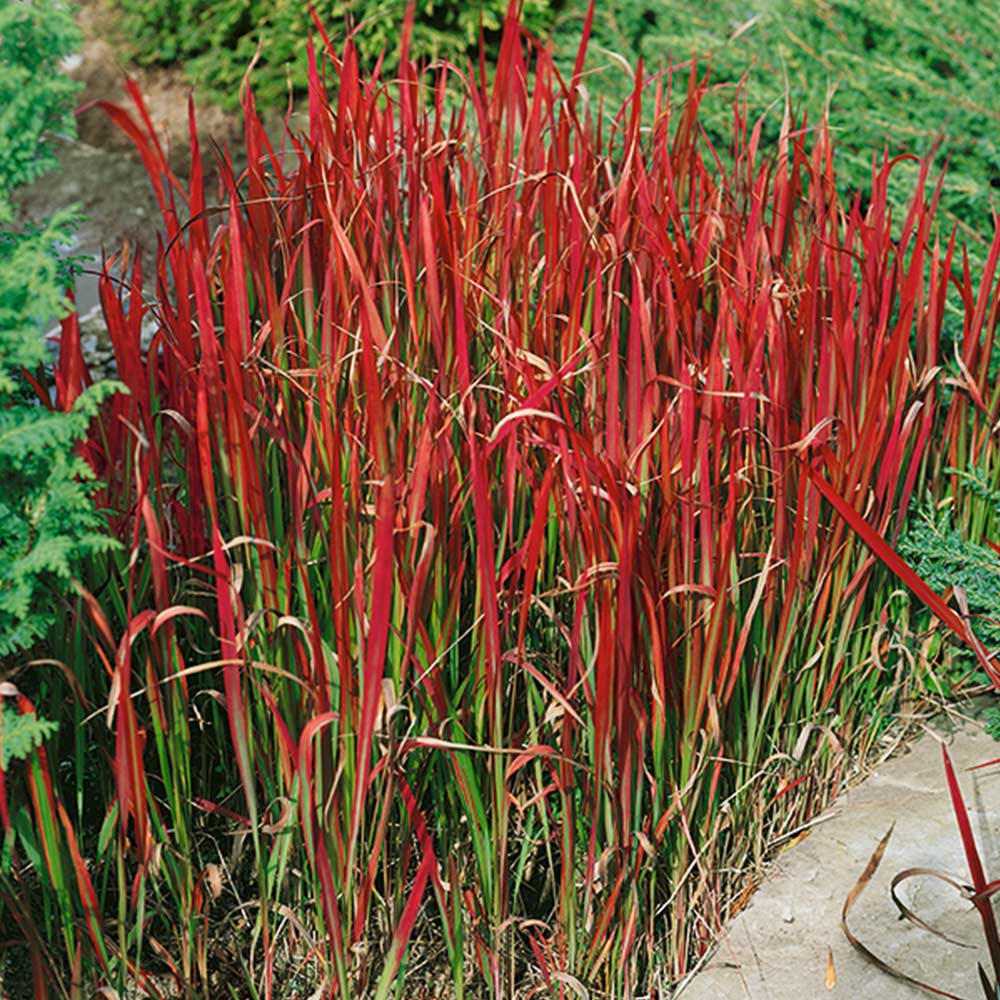 Imperata cylindrica red baron store