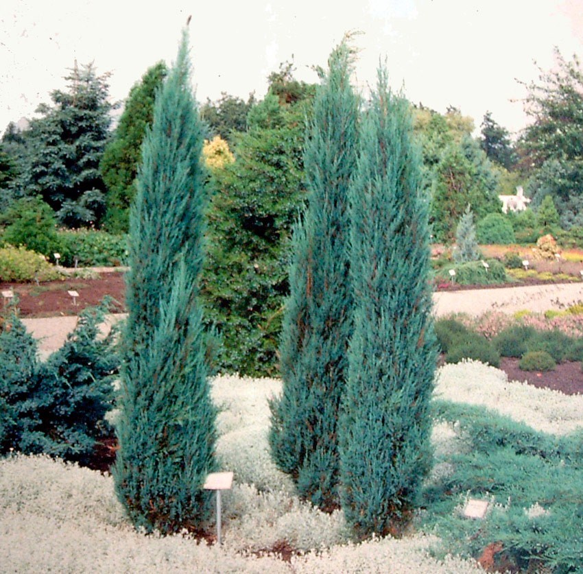 Blue Rocket Juniper
