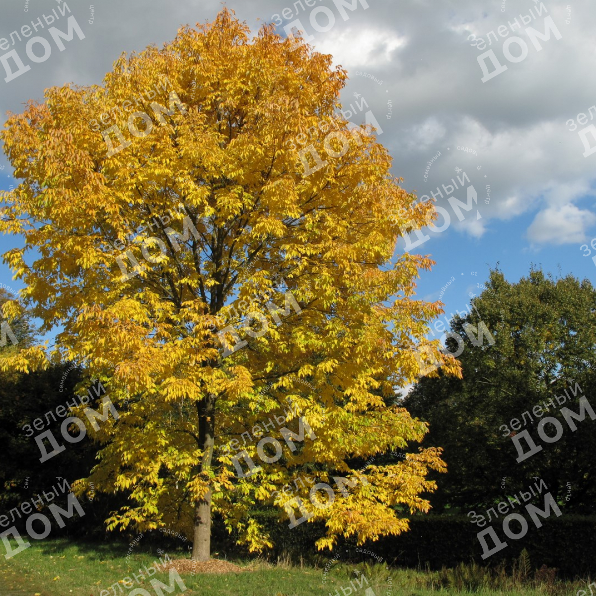 Jak vysoký je jasan?