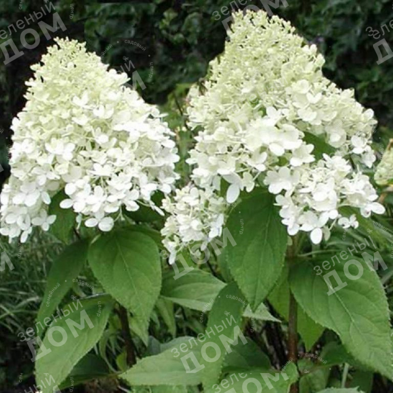 Hydrangea paniculata bílá paní
